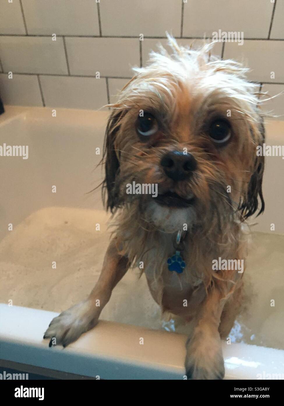 Soggy puppy hi-res stock photography and images - Alamy