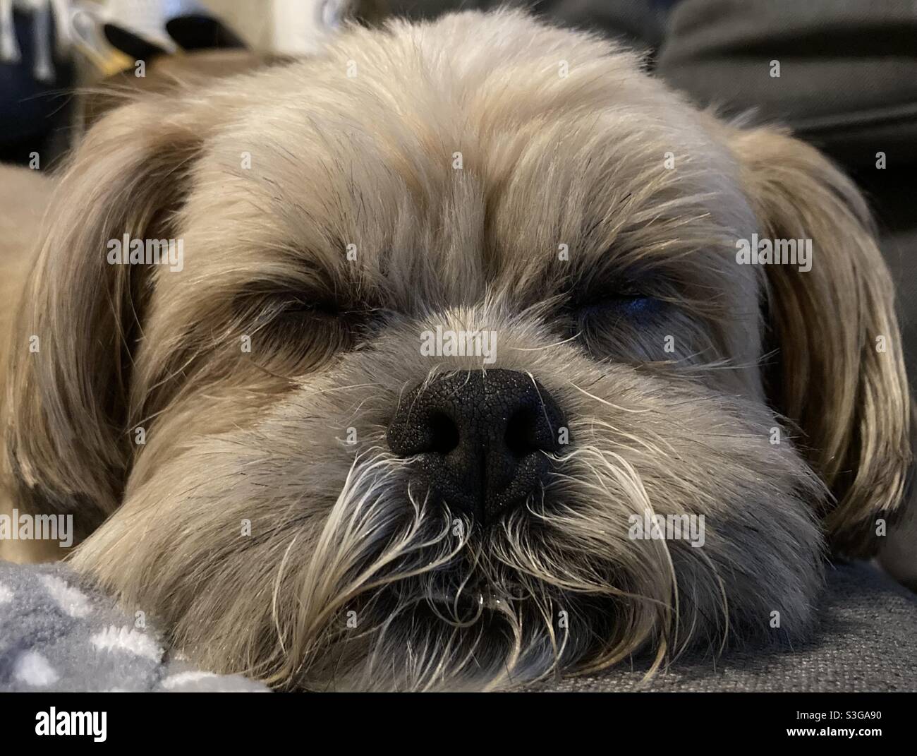 Lhasa dog hi-res stock photography and images - Alamy