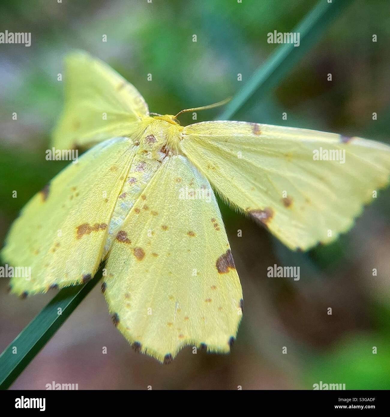 False crocus hi-res stock photography and images - Alamy