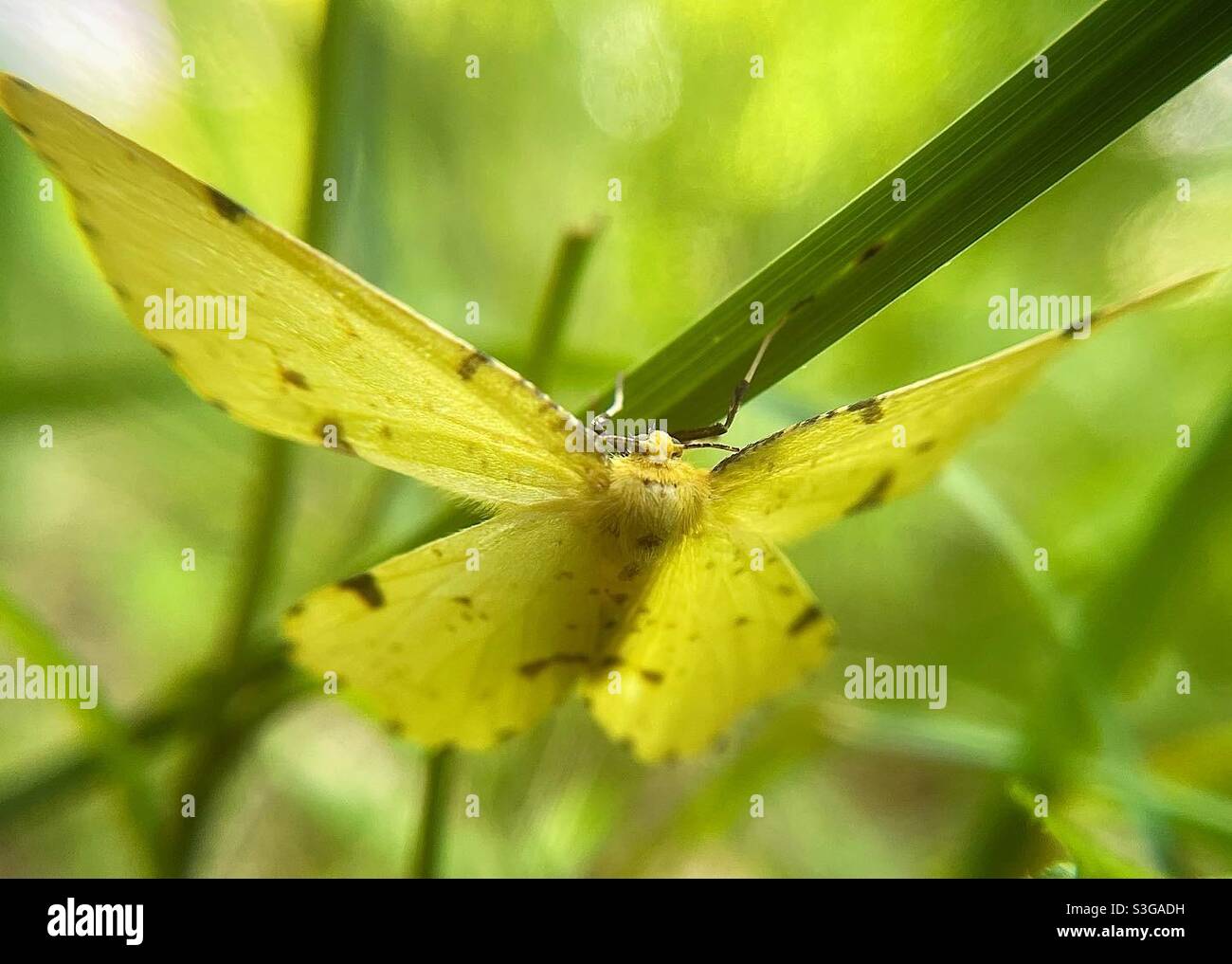 False crocus hi-res stock photography and images - Alamy