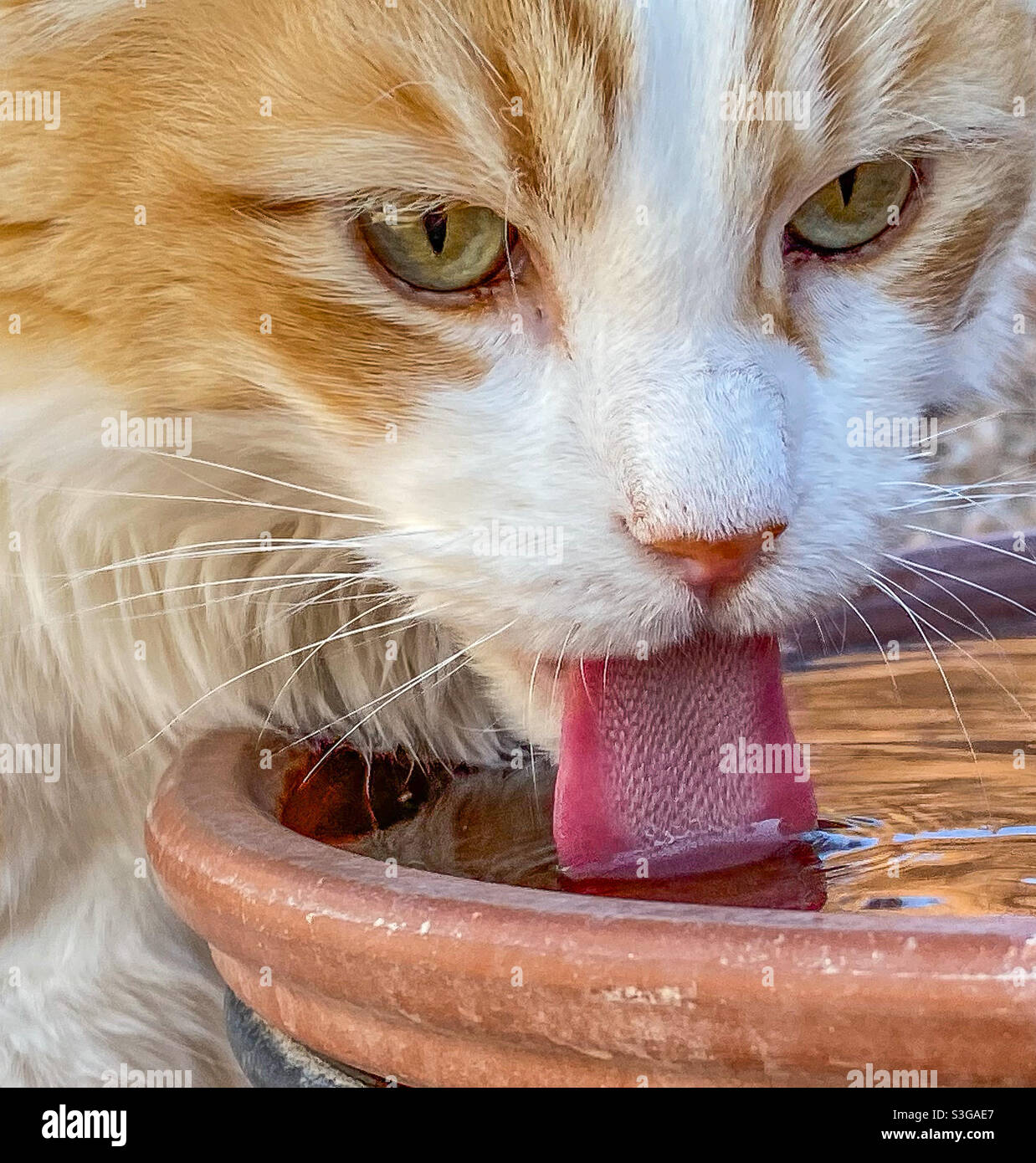 Lappin hi-res stock photography and images - Alamy