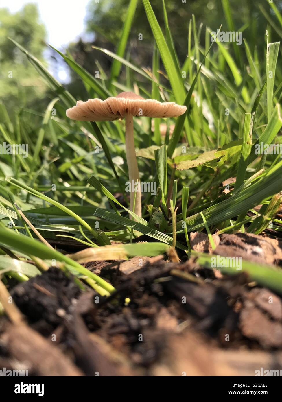 Baby mushroom hi-res stock photography and images - Alamy