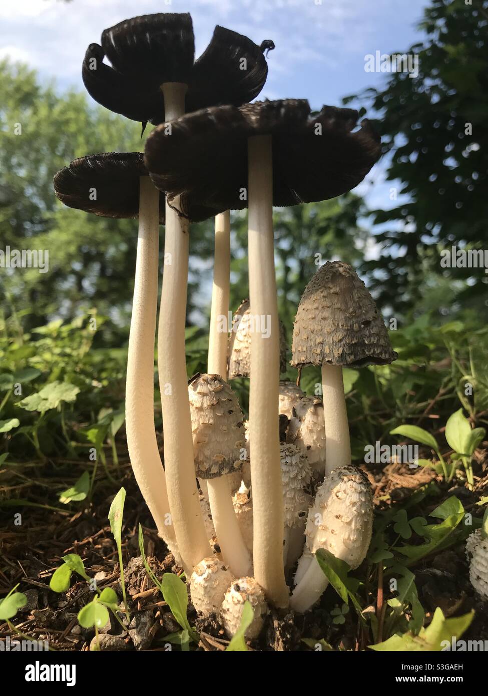 Giant mushrooms hi-res stock photography and images - Alamy