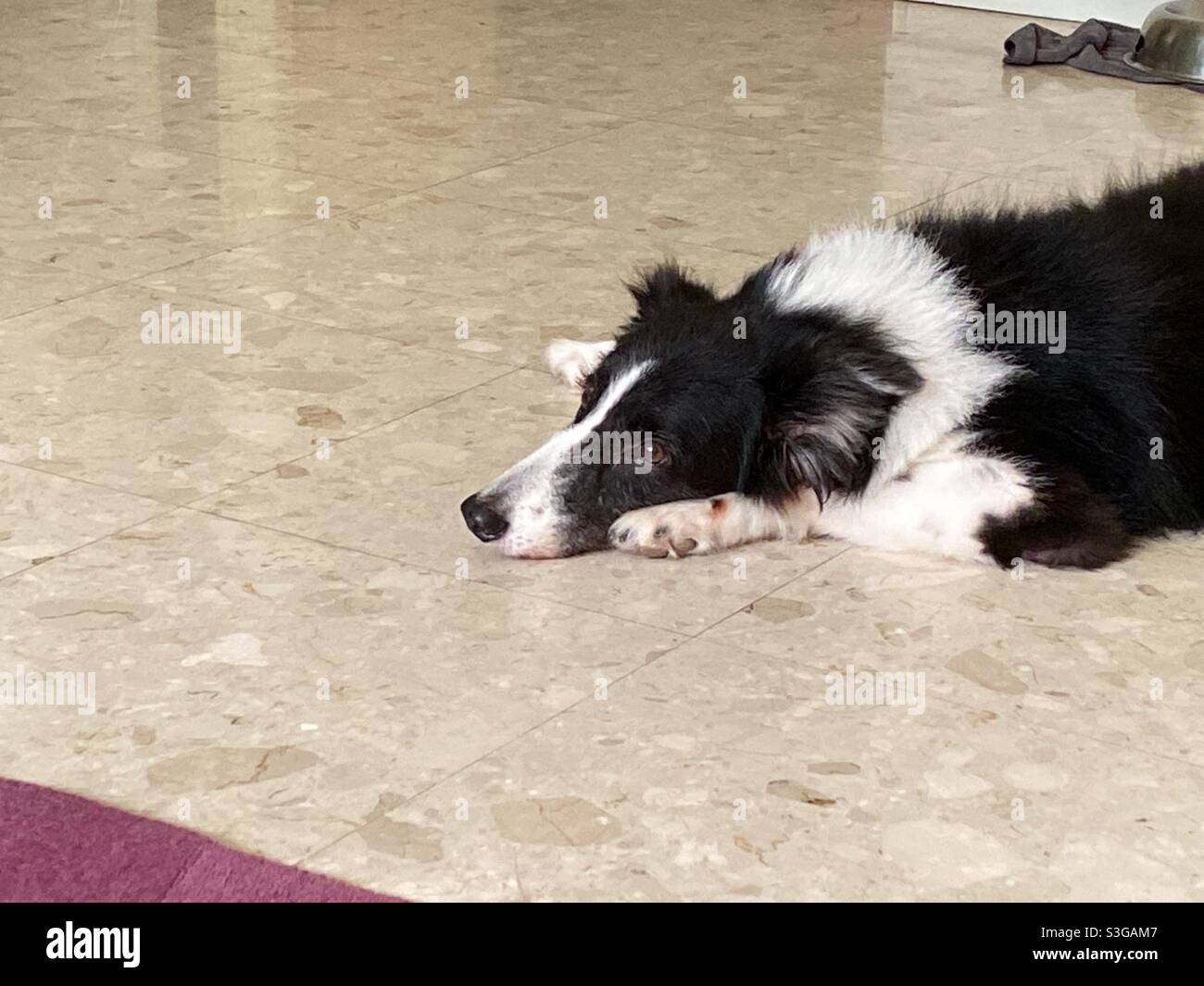 Old lazy dog hi-res stock photography and images - Alamy