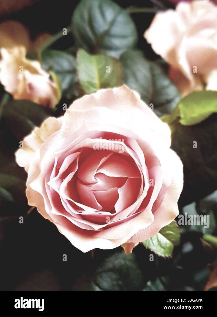 Powder rose hi-res stock photography and images - Alamy