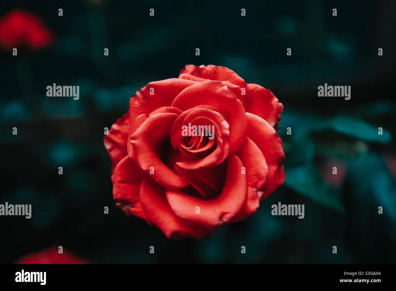 Redrose hi-res stock photography and images - Alamy