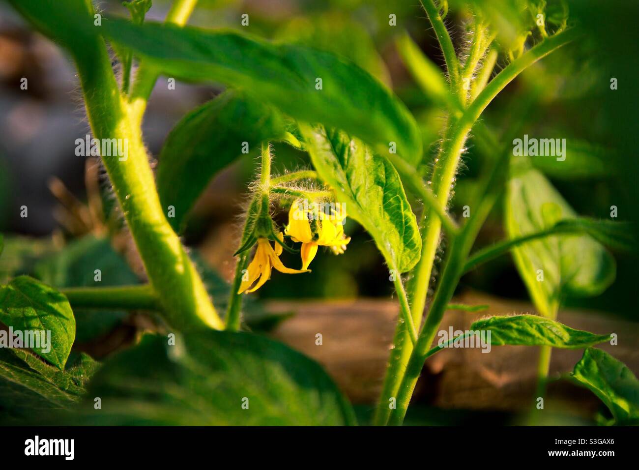 Hidden in the leaves hi-res stock photography and images - Alamy
