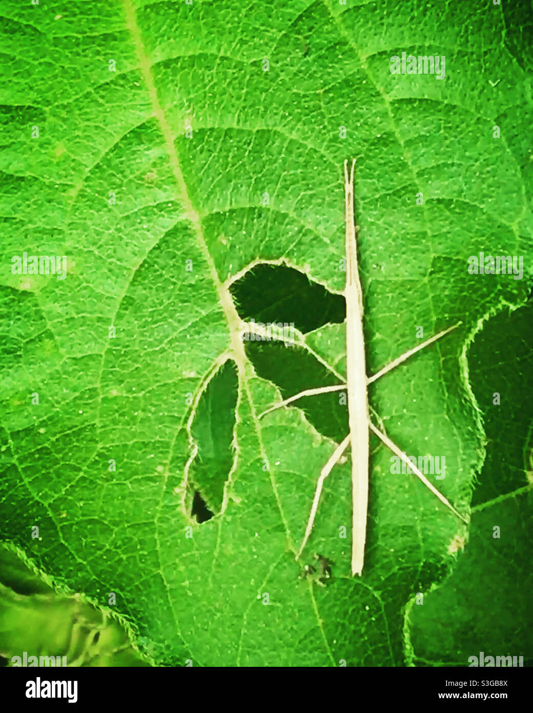 A stick insect in a green leaf in a forest in Mexico Stock Photo - Alamy