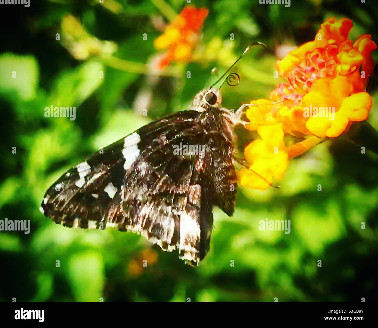 Moth in mexico hi-res stock photography and images - Alamy