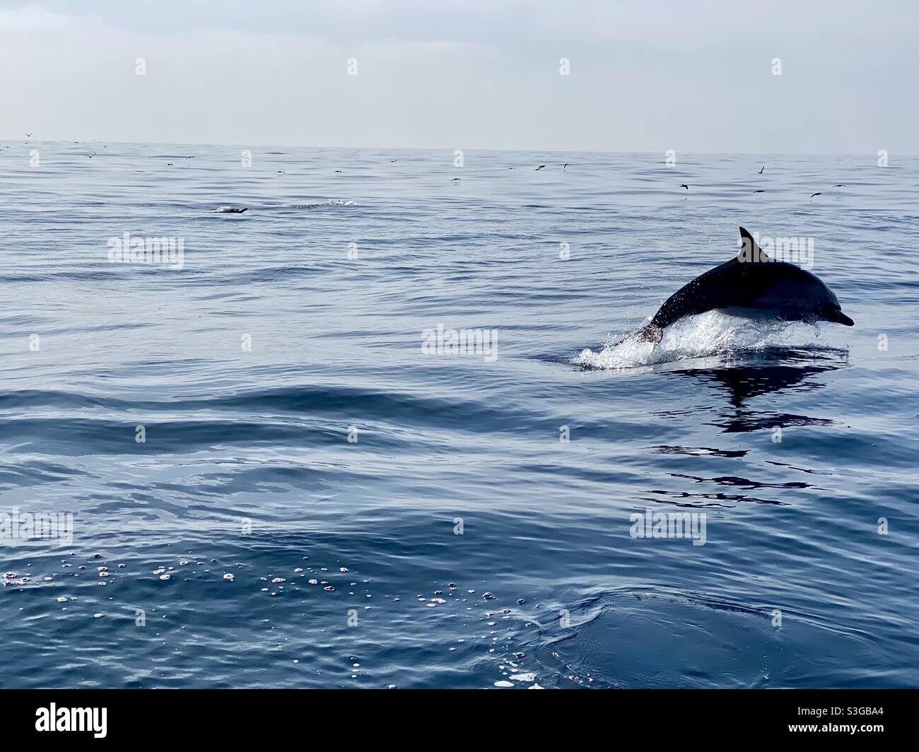 Dolphin speed hi-res stock photography and images - Alamy