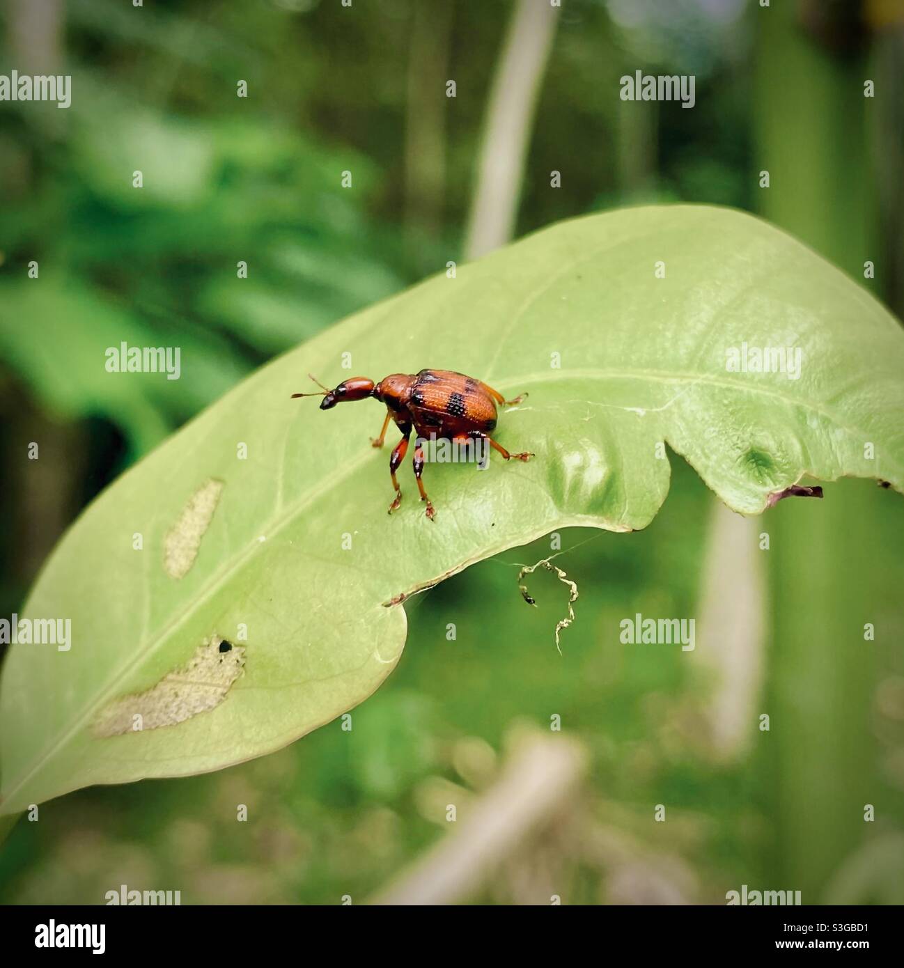 Weevil insect hi-res stock photography and images - Alamy