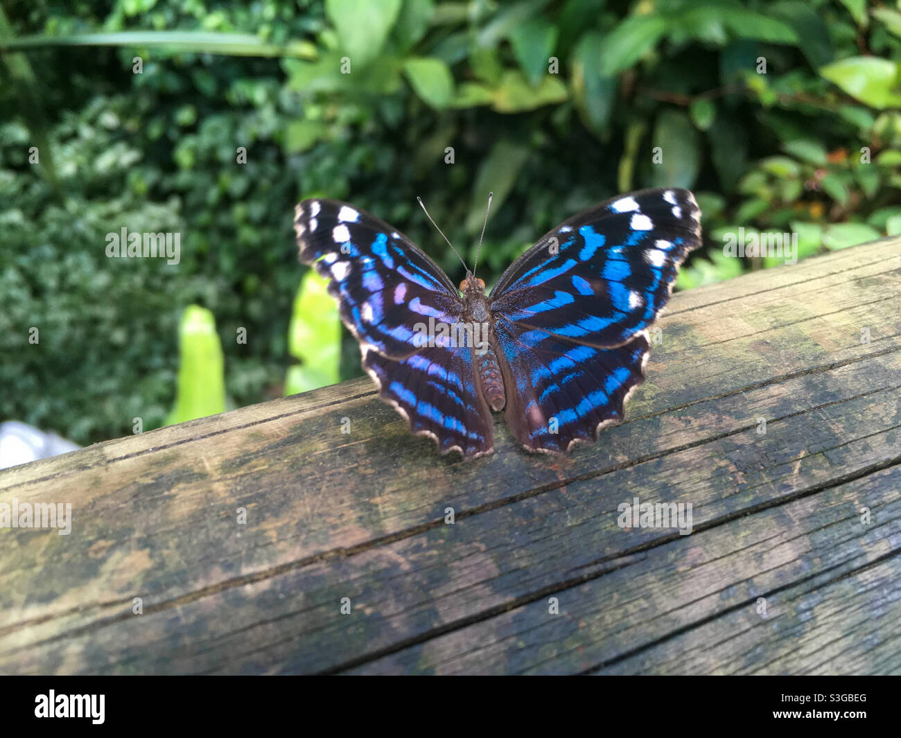 Blue butterfly ready to fly Stock Photo - Alamy