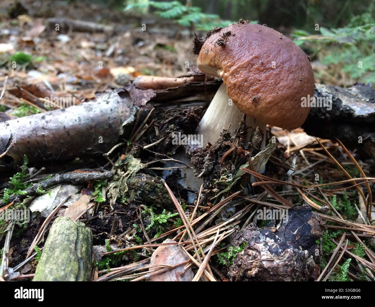Boletus in leaves hi-res stock photography and images - Alamy