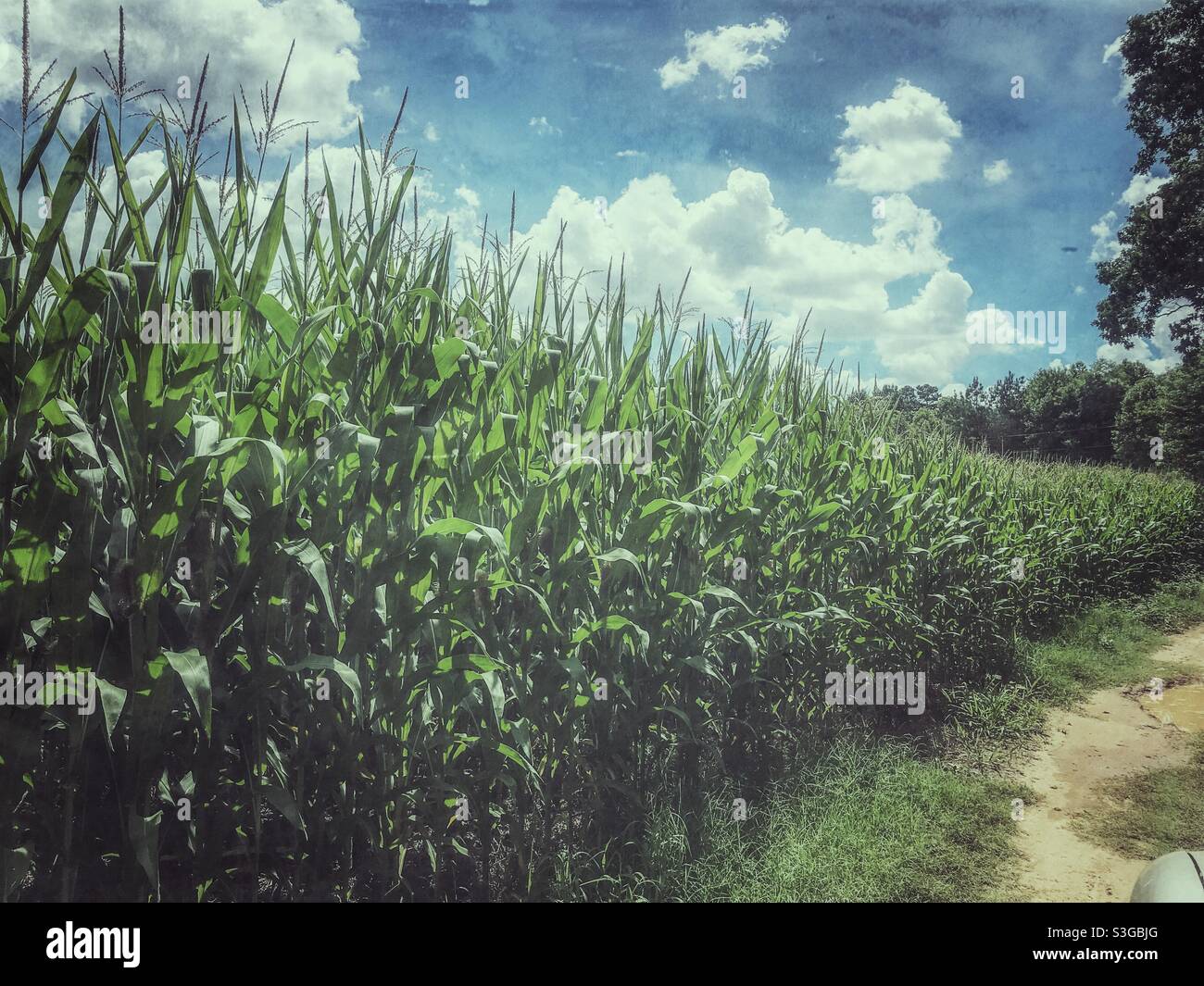 North Carolina corn growing in the field- late June Stock Photo - Alamy