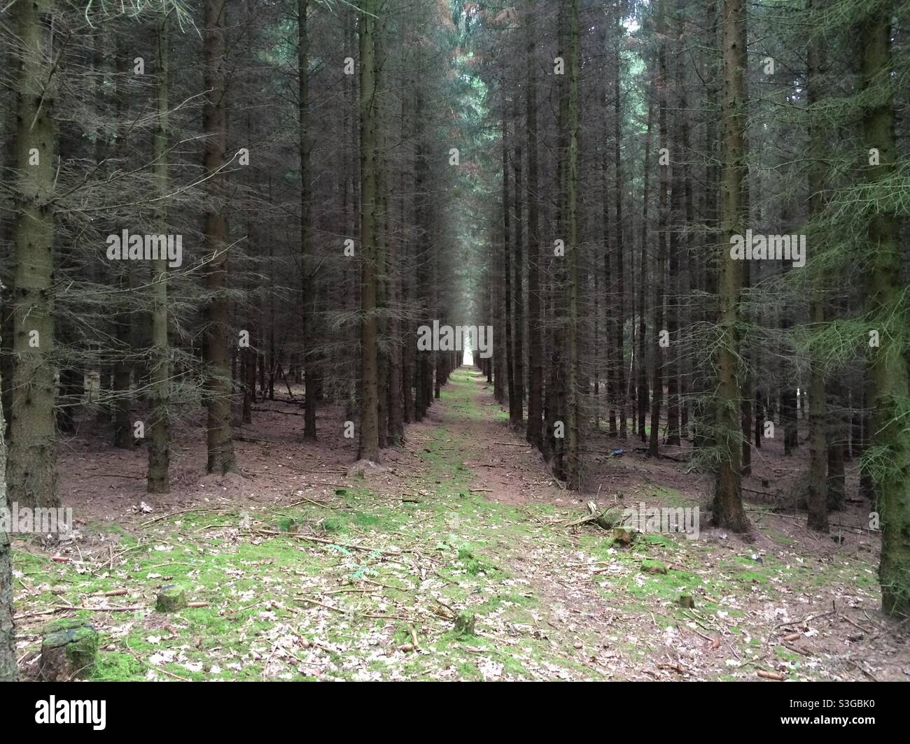 Nature forest trees hi-res stock photography and images - Alamy