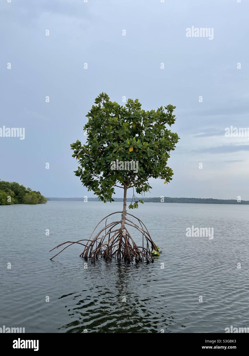 Tree about water hi-res stock photography and images - Alamy