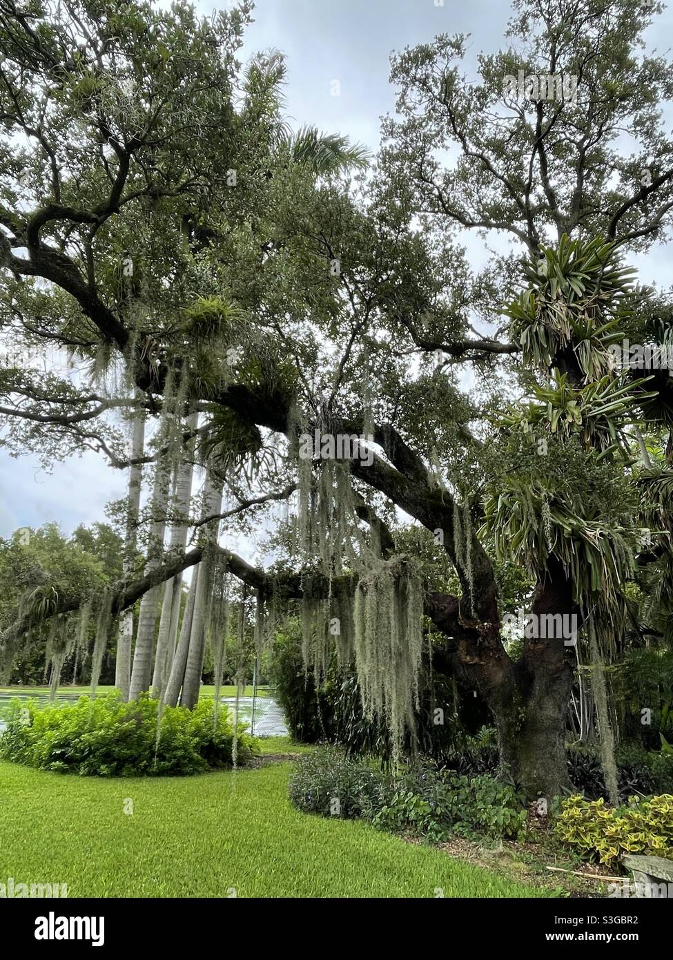 Live oak spanish moss hi-res stock photography and images - Alamy