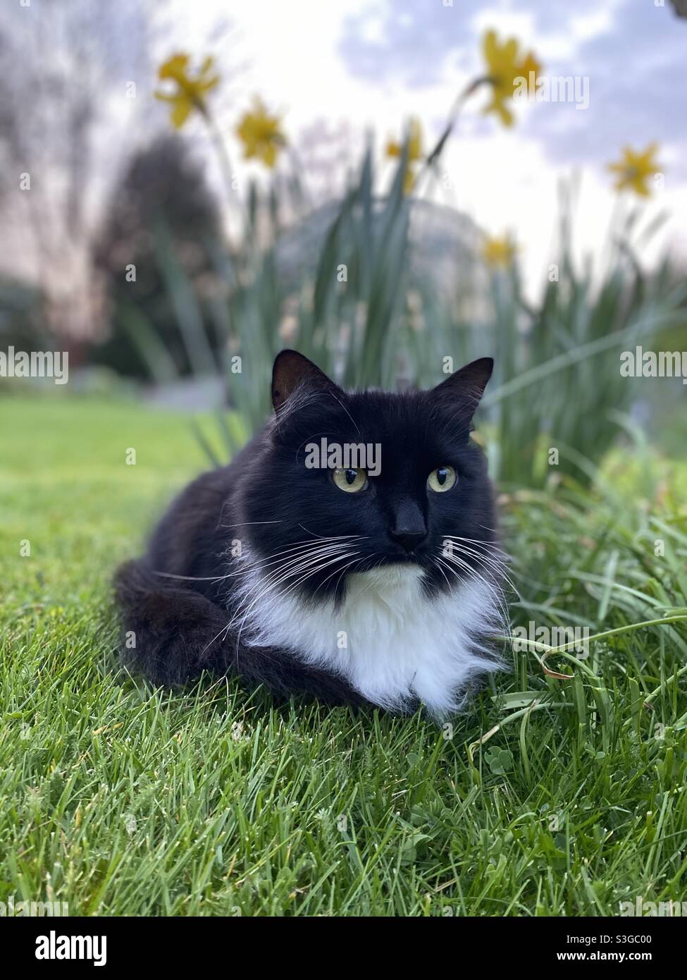 Fluffy cat garden hi-res stock photography and images - Alamy