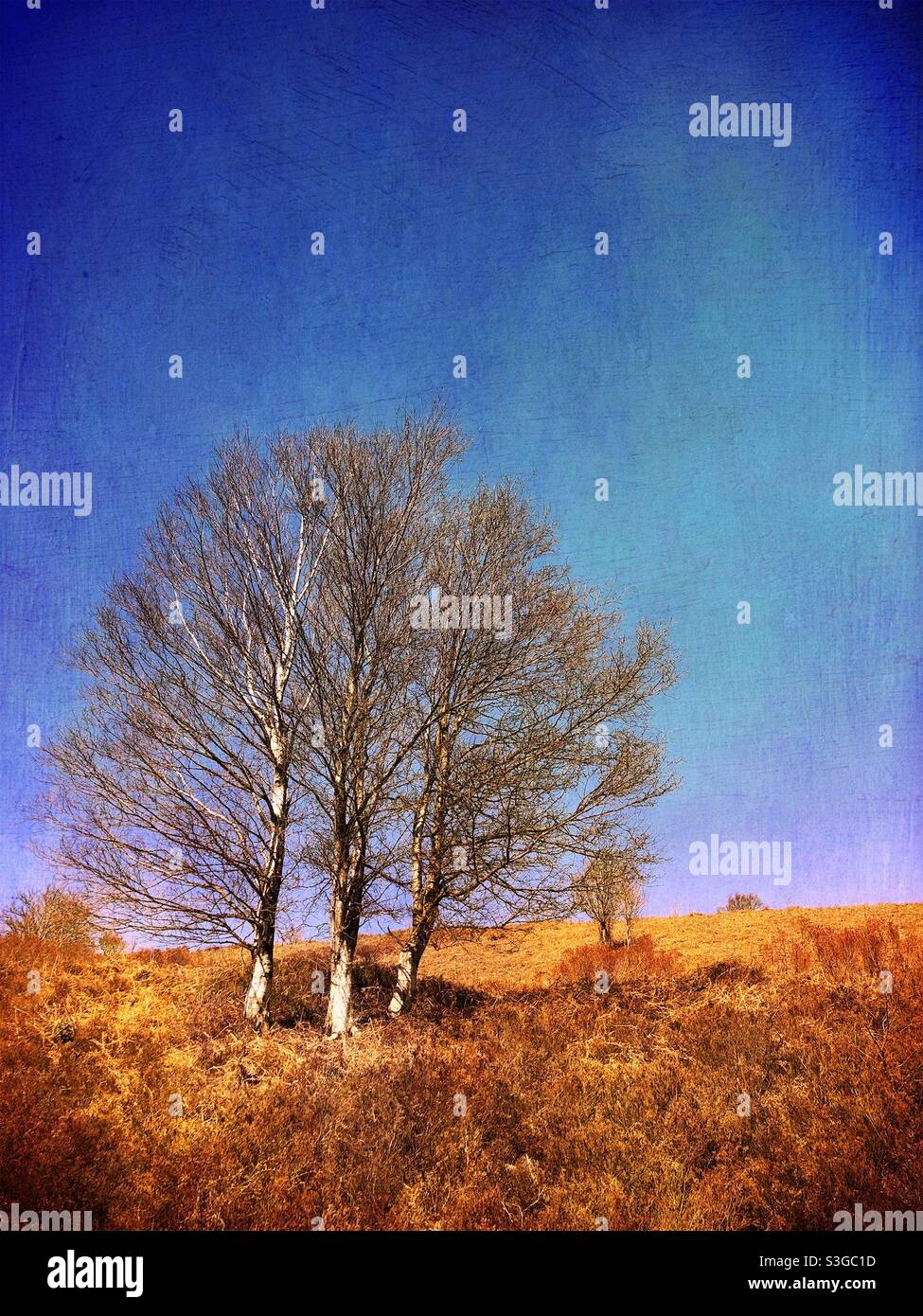 Three silver birches hi-res stock photography and images - Alamy