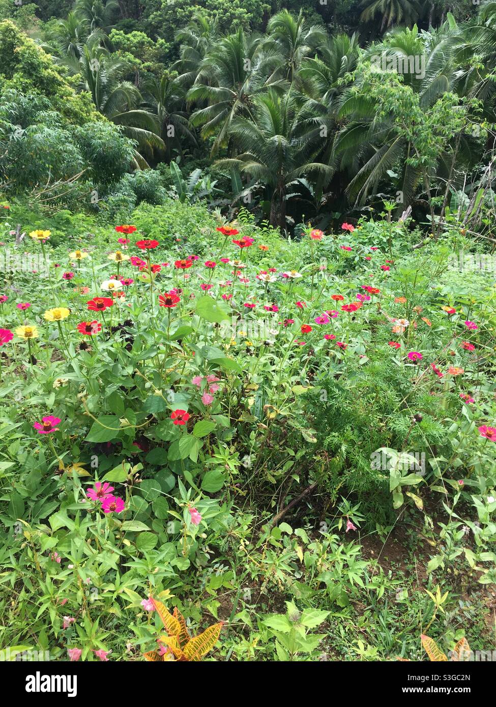 Lovely flowers hi-res stock photography and images - Alamy