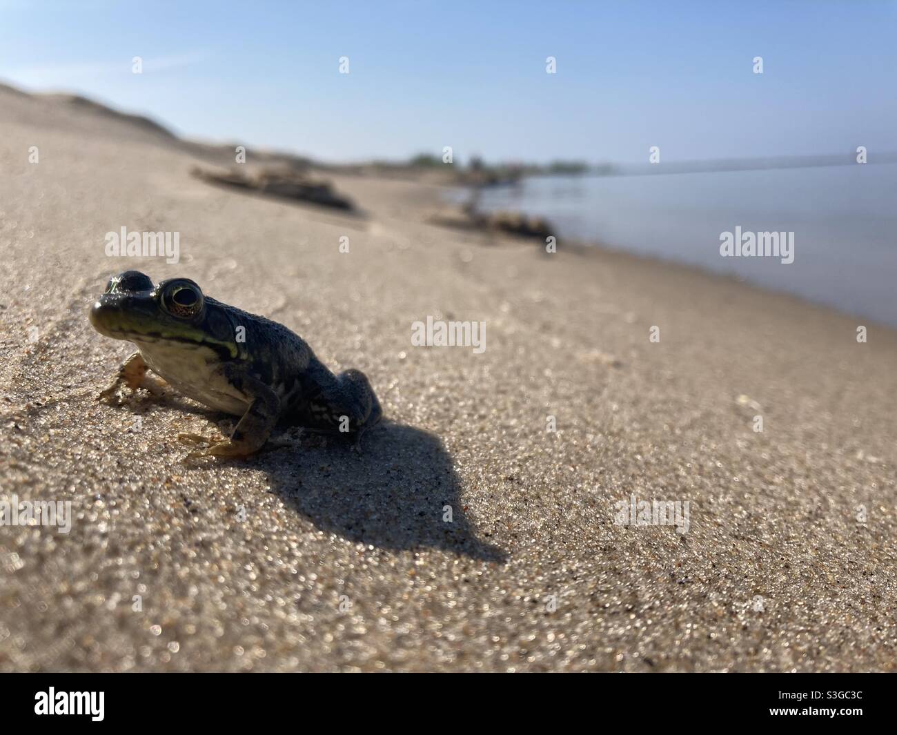 Friendly beach frog Stock Photo - Alamy