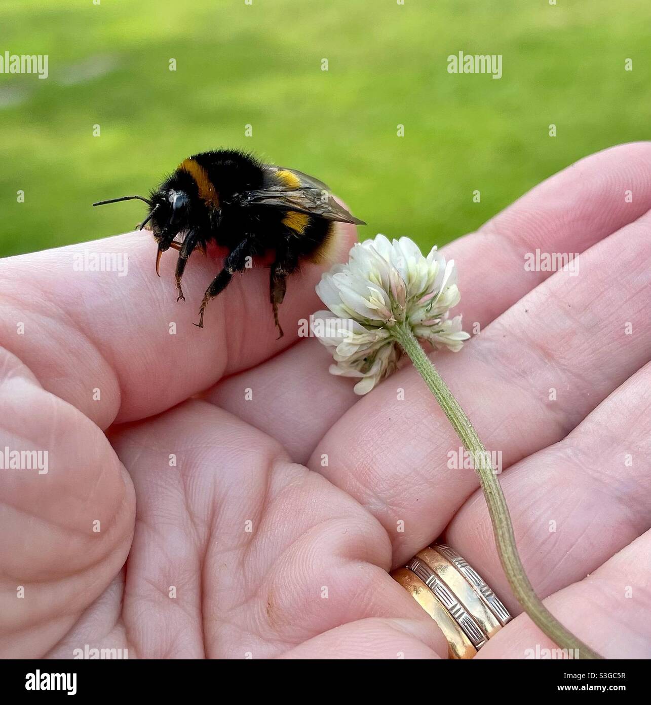 Bee on hand hi-res stock photography and images - Alamy