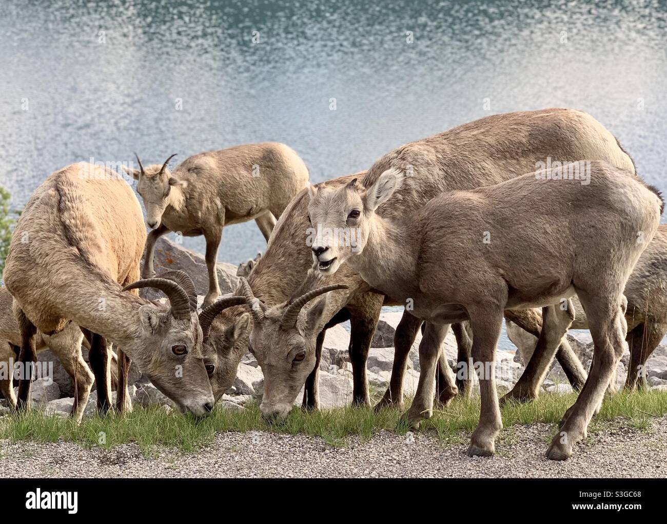 Big Horn Sheep Stock Photo - Alamy