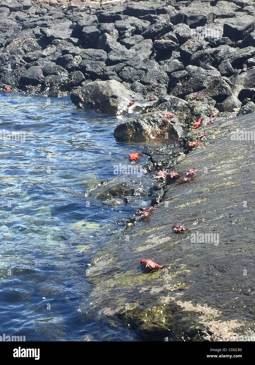 Small red crabs crawling over rocky shore line, Galápagos island ...