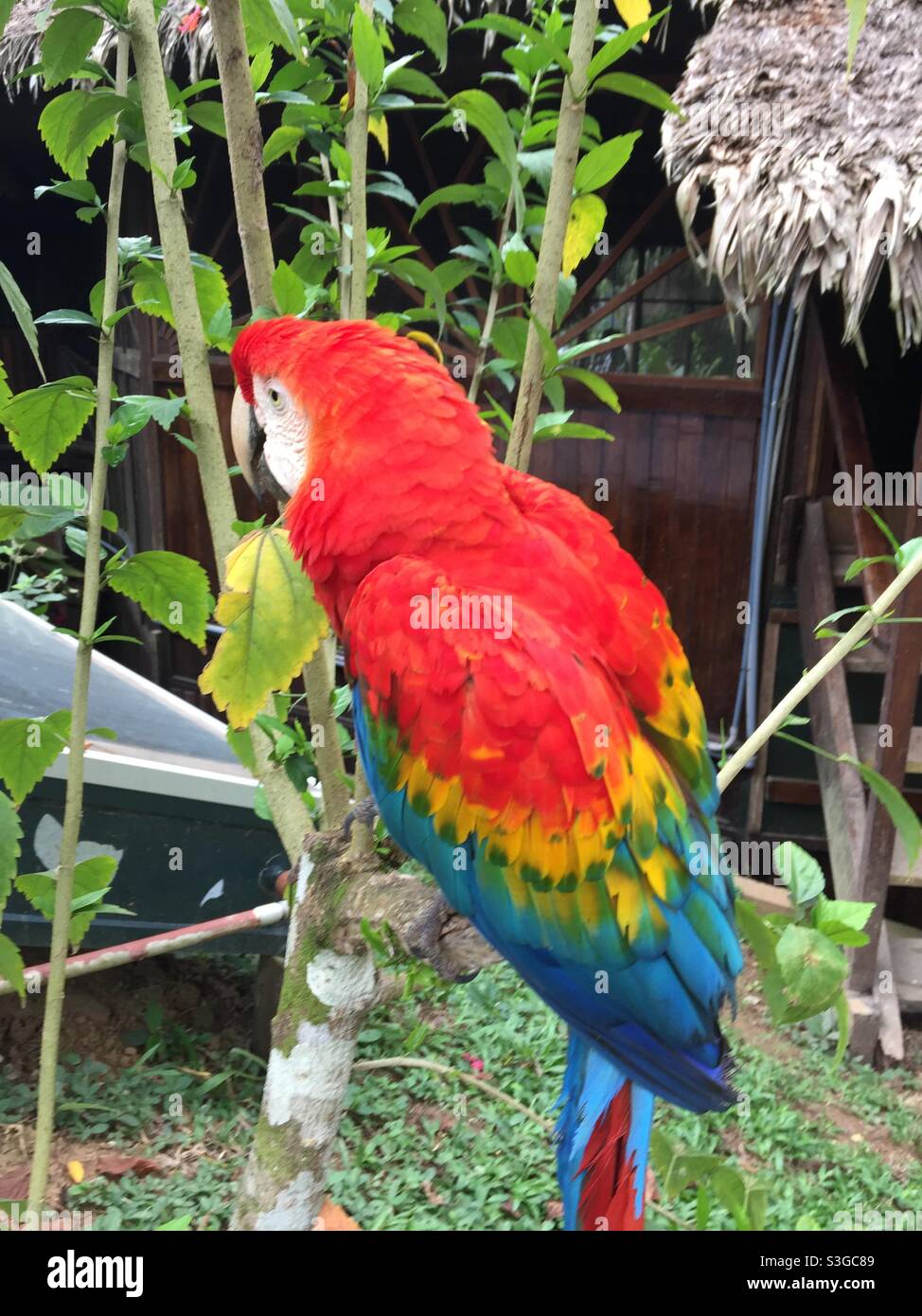 Amazon rainforest peru hi-res stock photography and images - Alamy