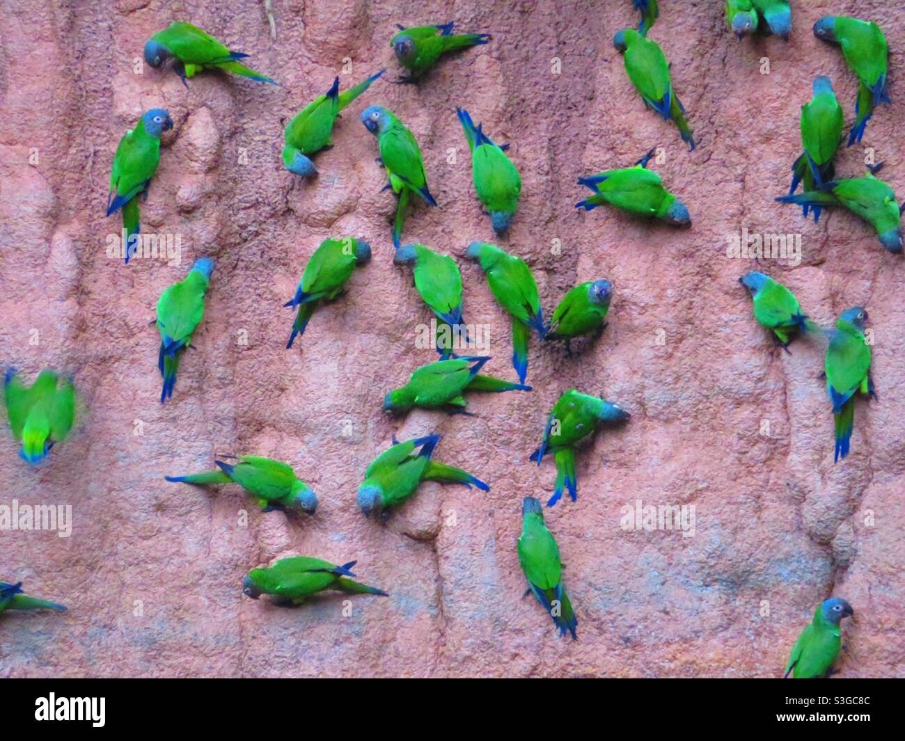 Green parrot on Peruvian salt lick, Amazon rainforest, Peru Stock Photo ...