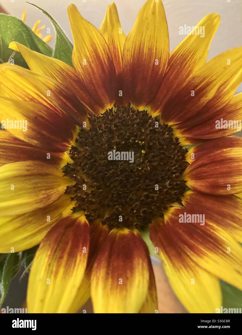 Fall sunflower hi-res stock photography and images - Alamy