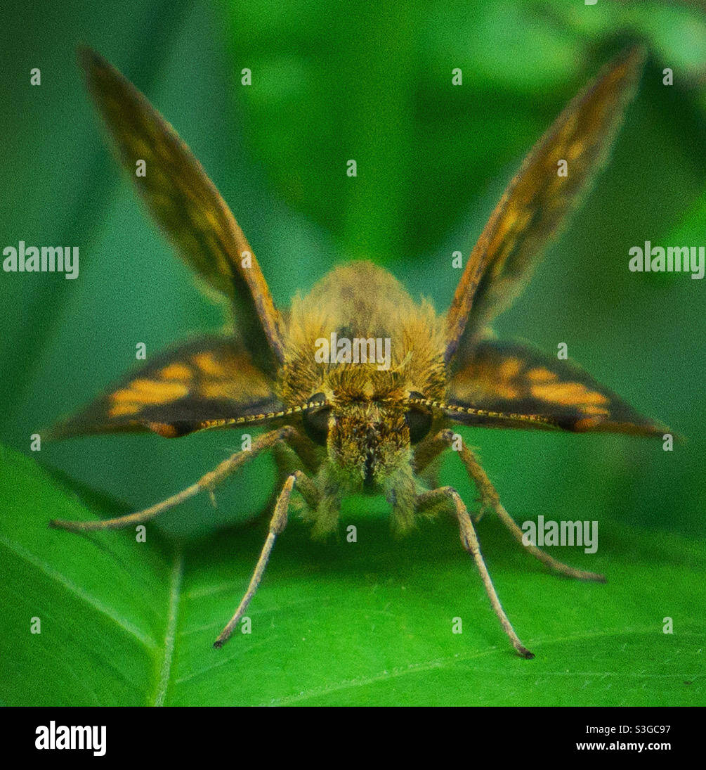 Long dash skipper hi-res stock photography and images - Alamy