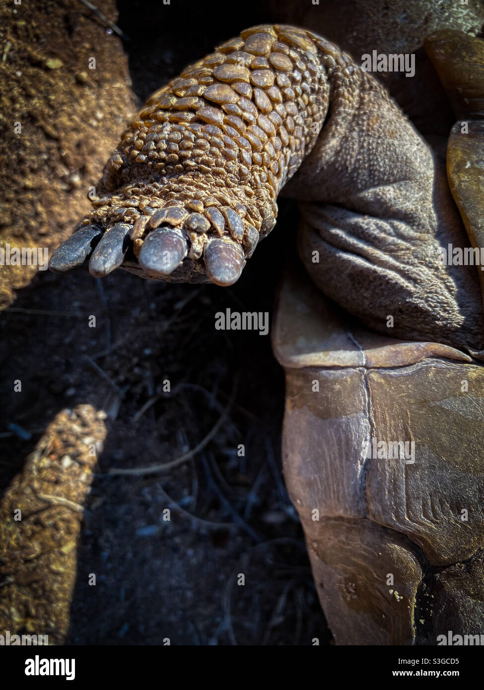 Leg of a Desert Tortoise Stock Photo - Alamy