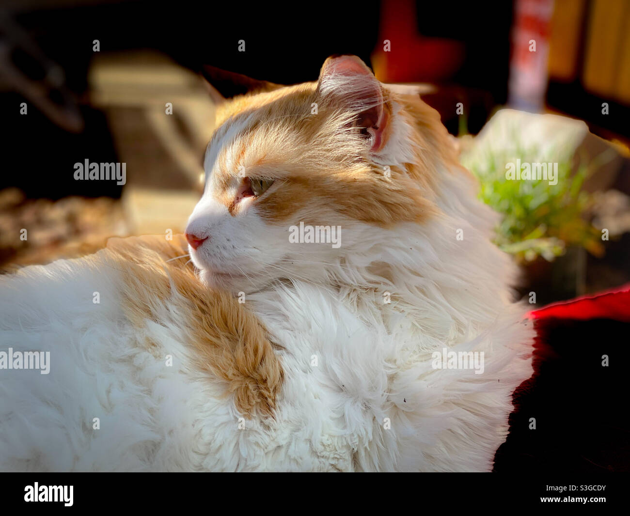 Debonair kitty hi-res stock photography and images - Alamy