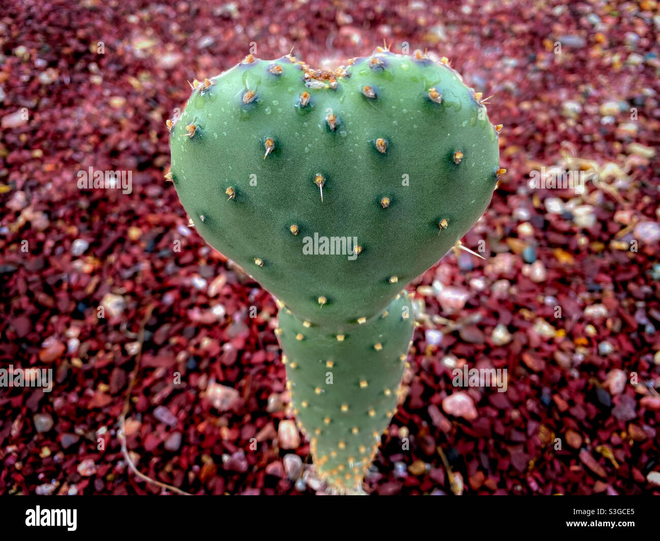 Heart shaped prickly pear cactus Stock Photo - Alamy