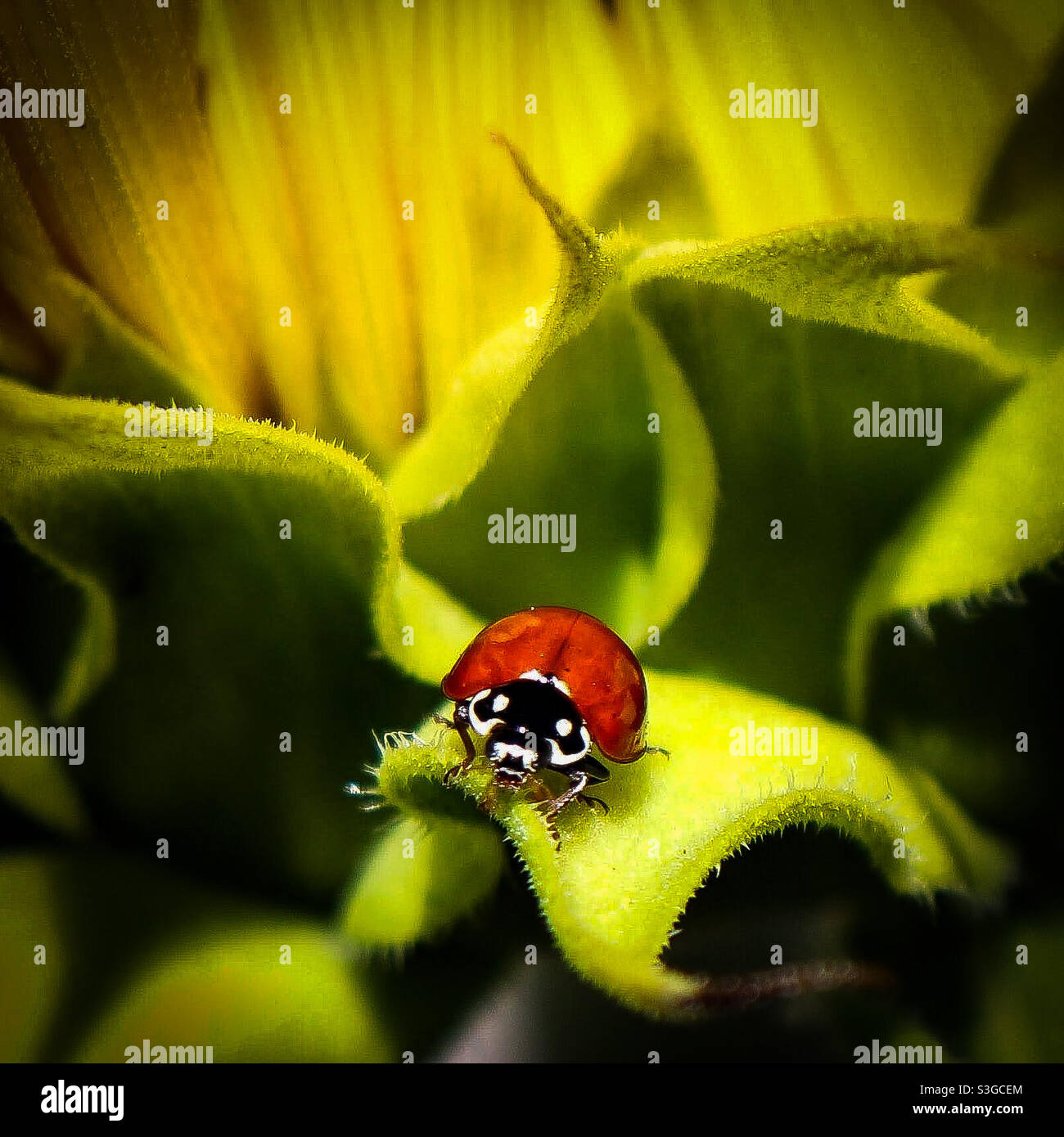 Sunflower with bug hi-res stock photography and images - Alamy
