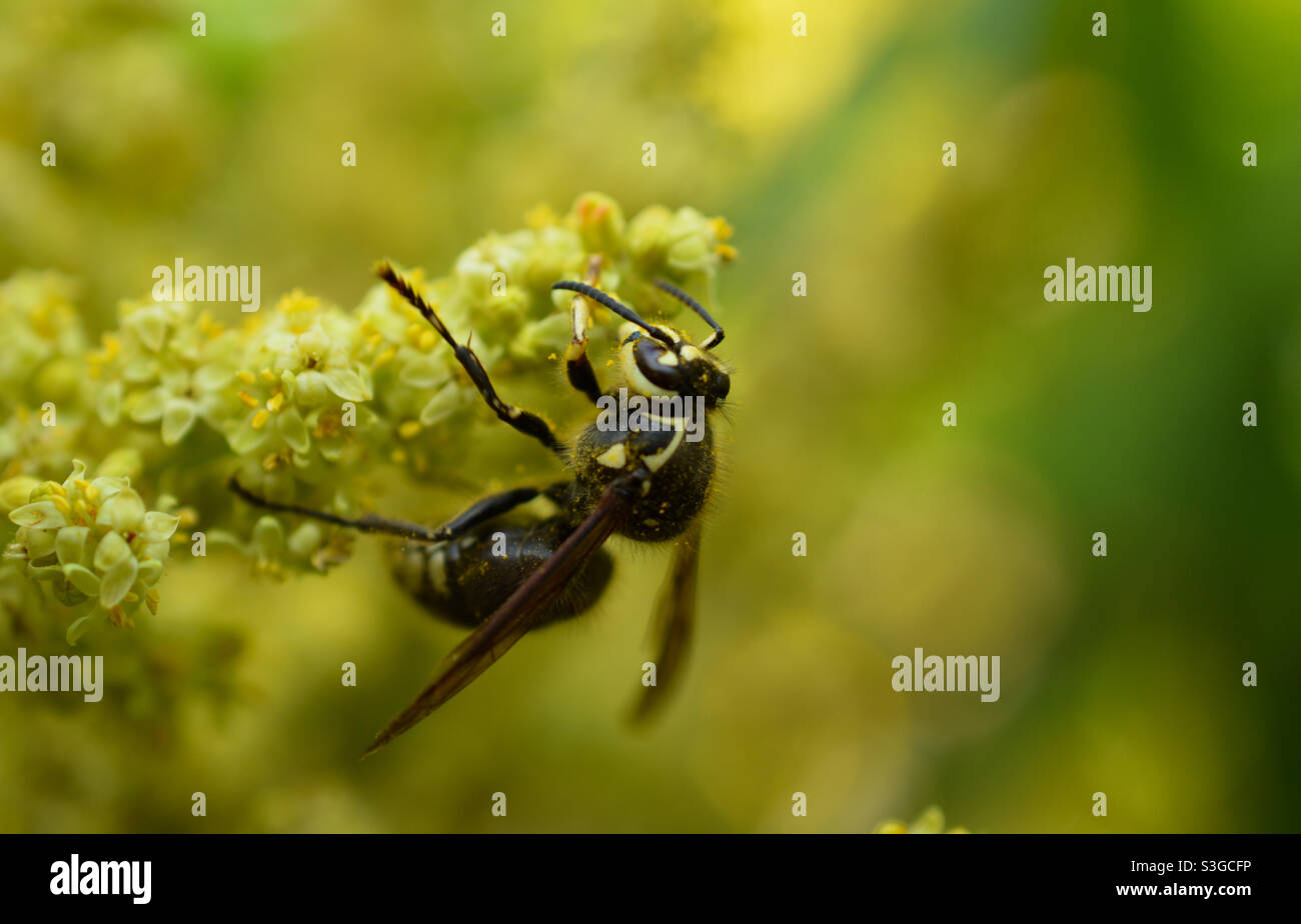 Wasp With White Spots