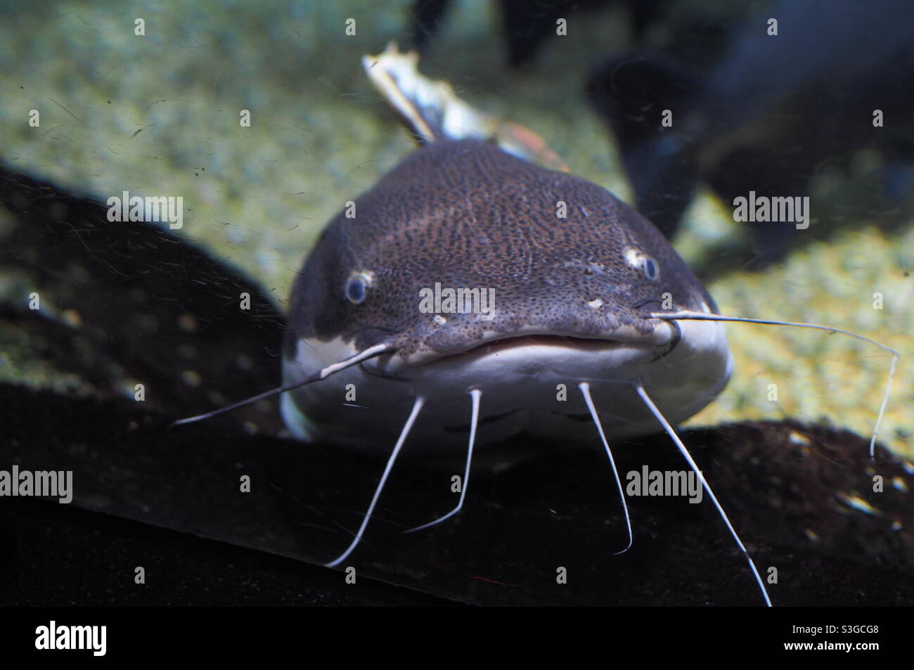 Tail fish hi-res stock photography and images - Alamy