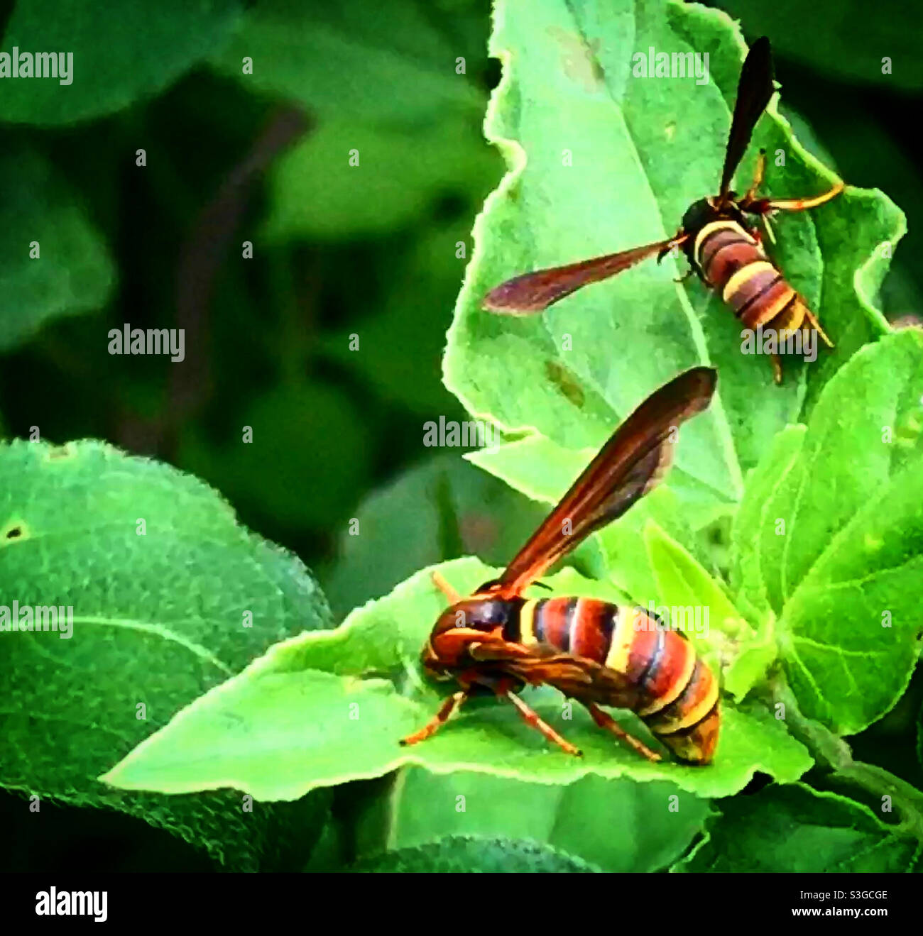 Two wasps perch in green leaves in a forest in Queretaro, Mexico Stock ...