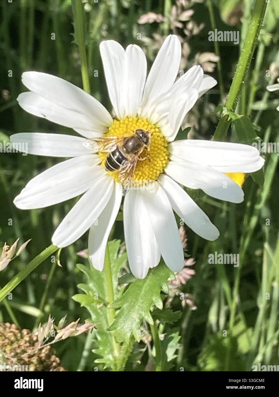 Oxeye daisy bee hi-res stock photography and images - Alamy