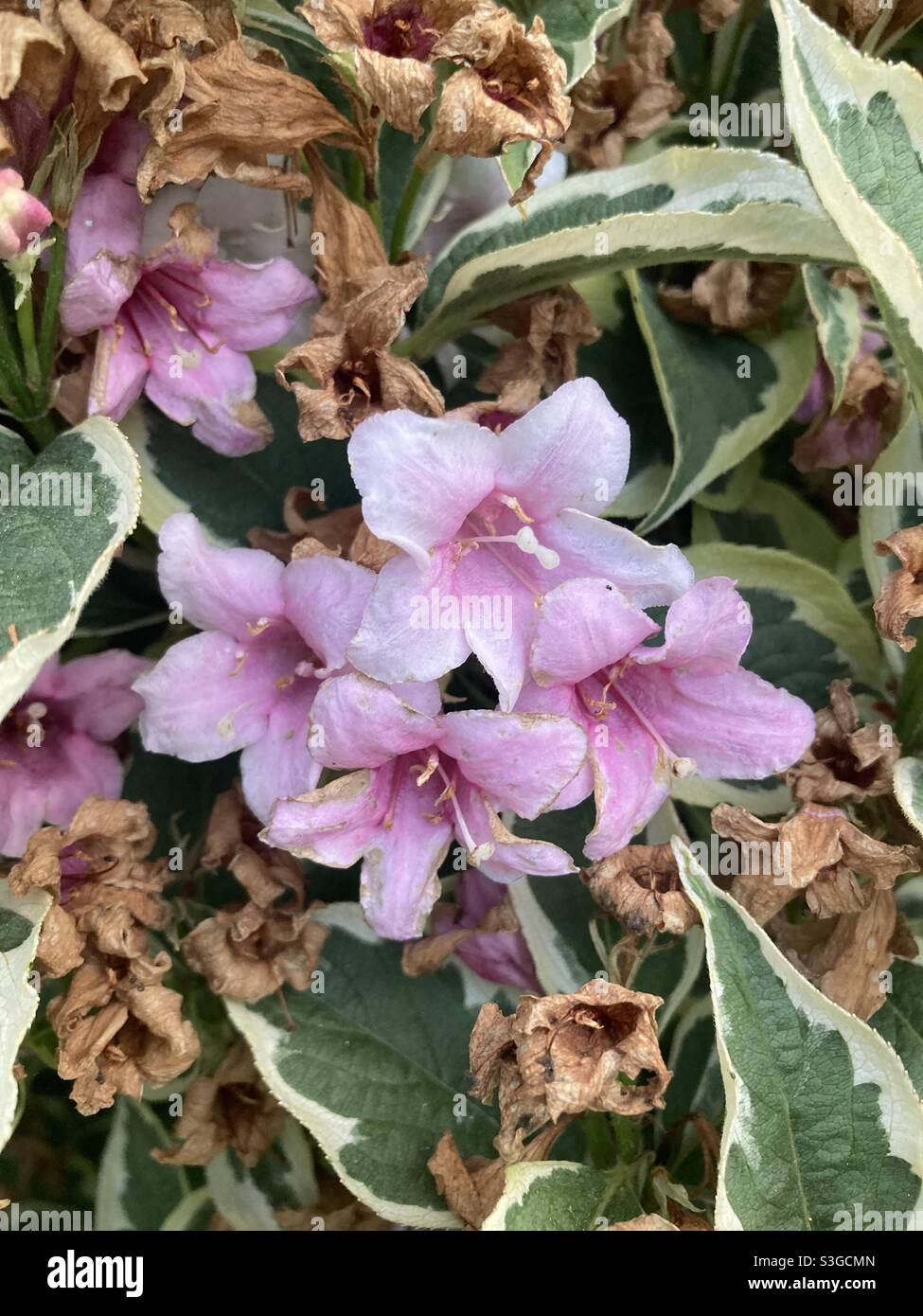 Beauty and decay Stock Photo - Alamy