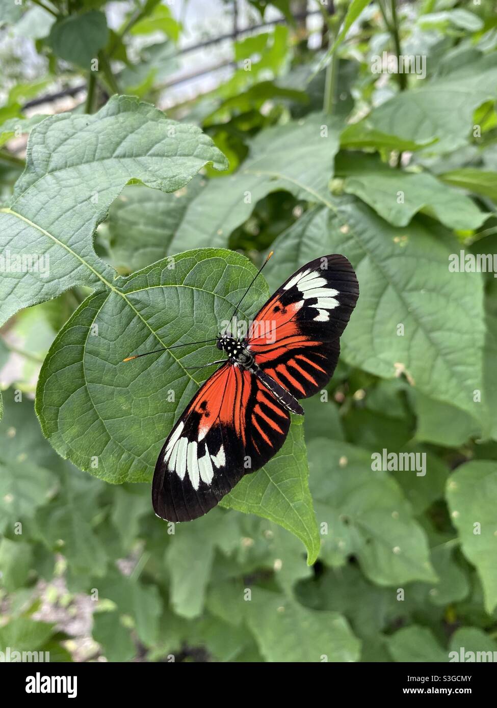 Reddish orange hi-res stock photography and images - Alamy