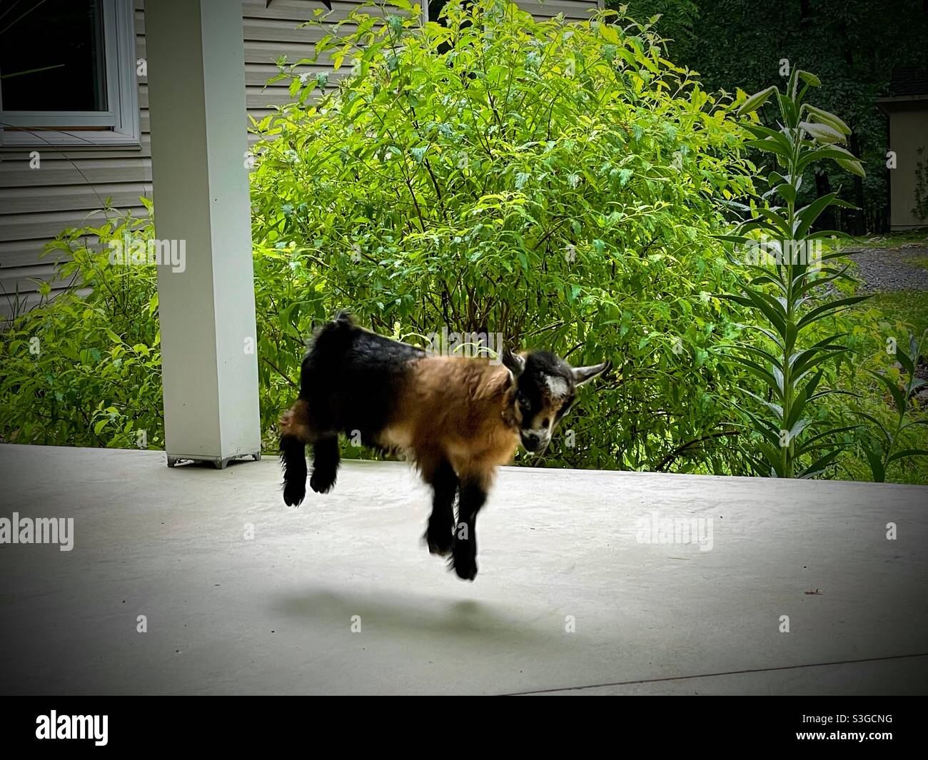 Baby goat jumping hi-res stock photography and images - Alamy