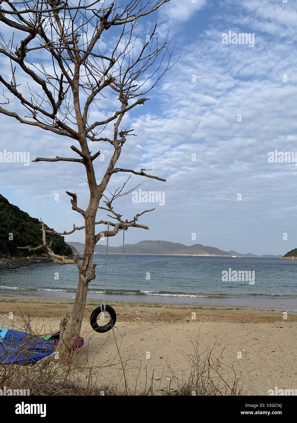 Beach tree and swing Stock Photo - Alamy