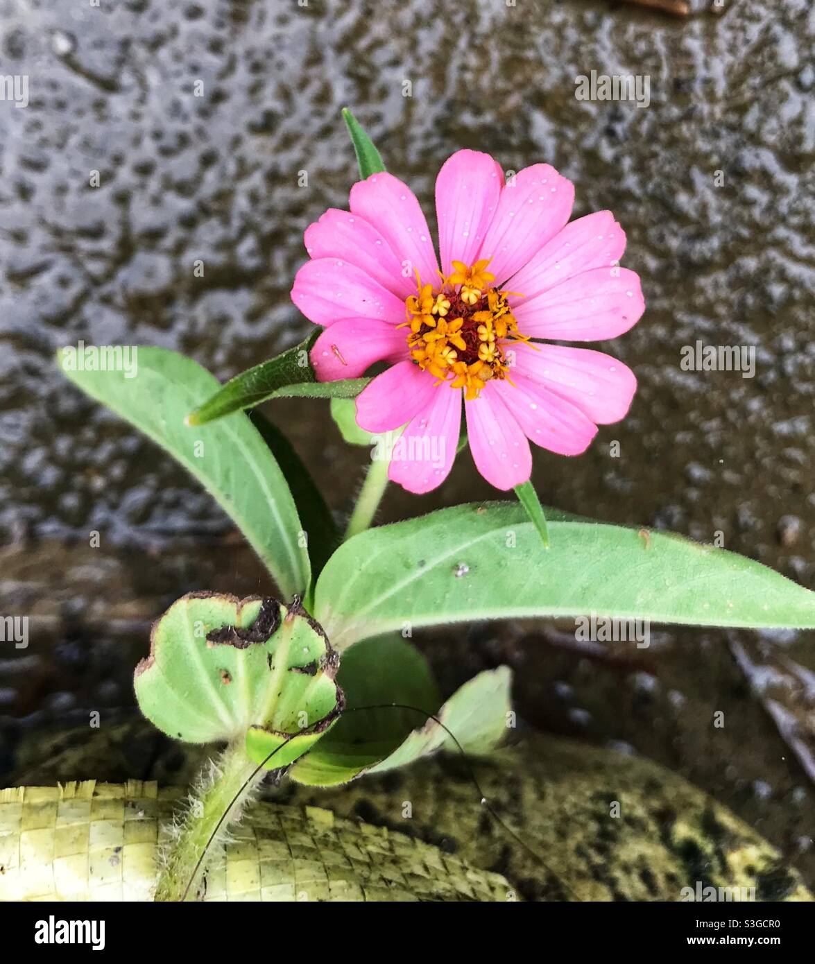 Zenia flower hi-res stock photography and images - Alamy