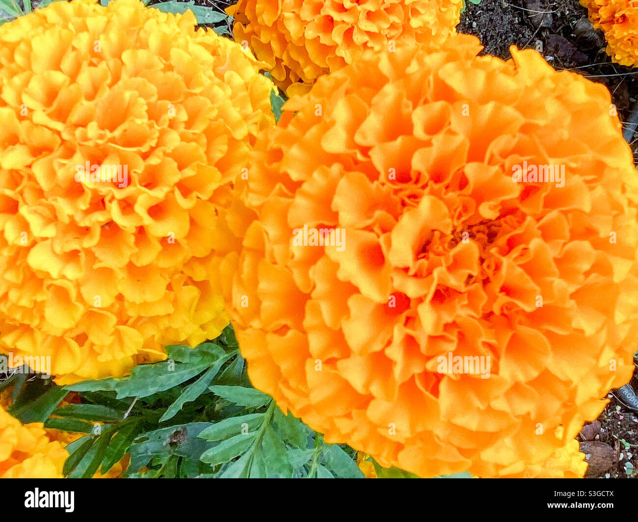 Closeup Textures High Resolution Stock Photography and Images - Alamy