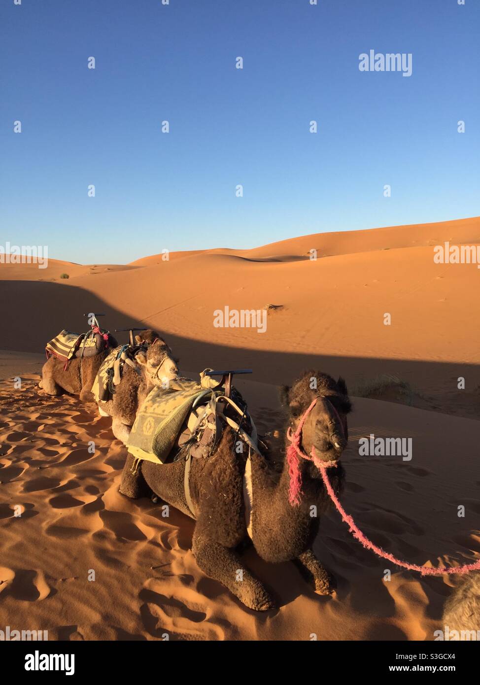 Camel tied up hi-res stock photography and images - Alamy