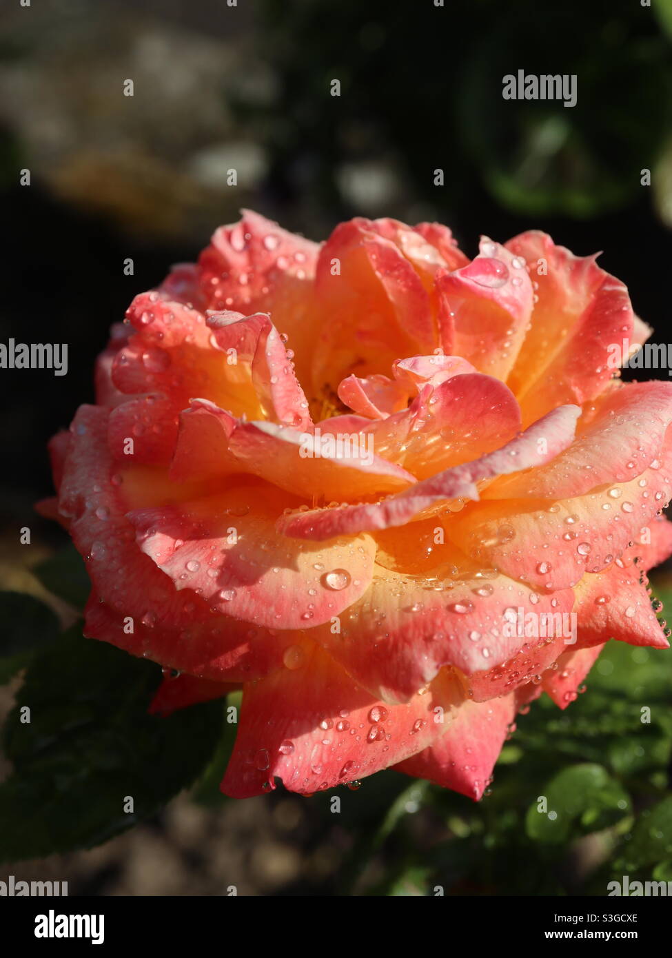 Rosey hi-res stock photography and images - Alamy