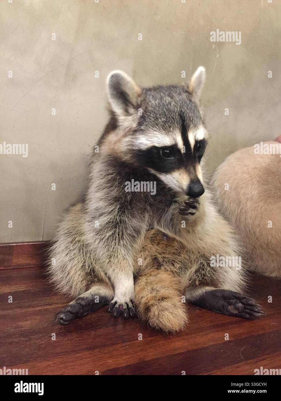 Domesticated raccoon hi-res stock photography and images - Alamy