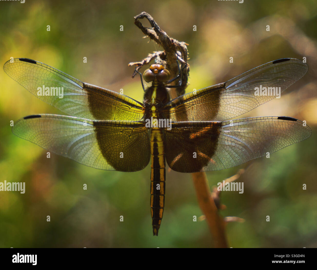 Widow Skimmer High Resolution Stock Photography and Images - Alamy